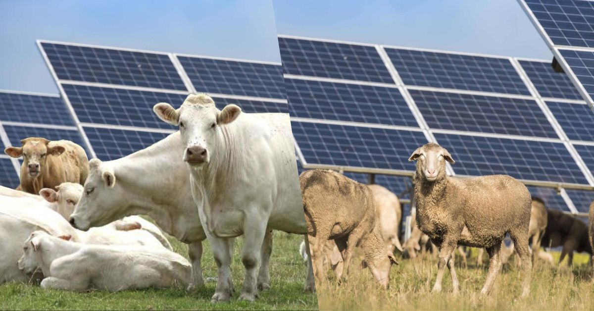 Parc photovoltaïque pour ovins ou bovins : éleveurs, que choisir
